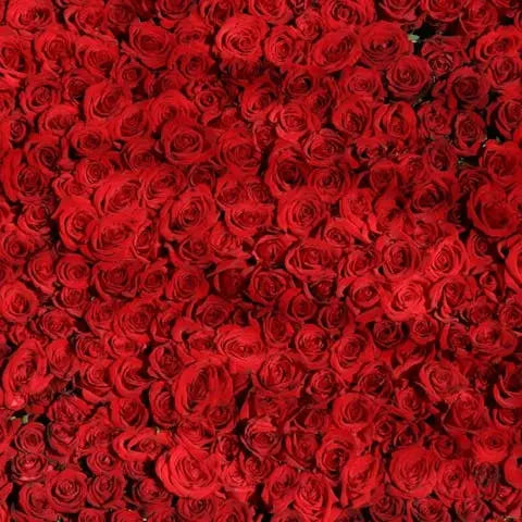 100 Roses Bouquet: Unveiling the Meaning - Flora Queen