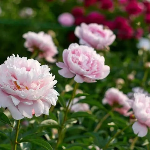 Enjoy The Special Peonies Season And The Blooms of Its Flowers - Flora ...